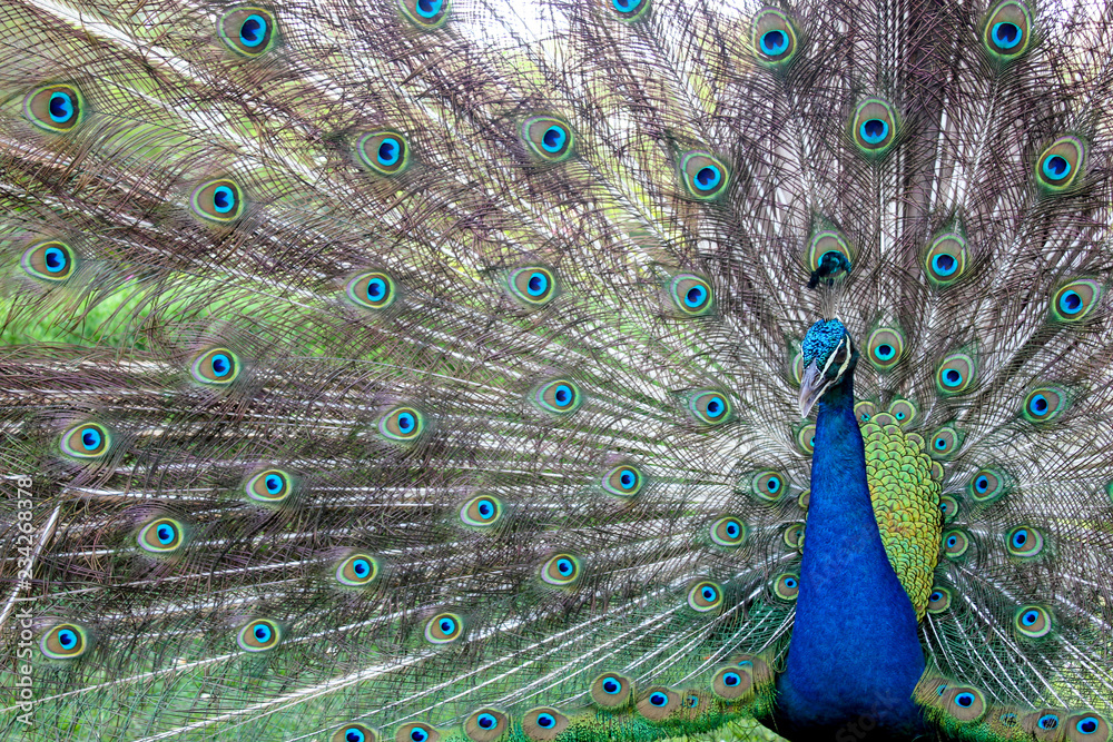 Rare Colored Animals