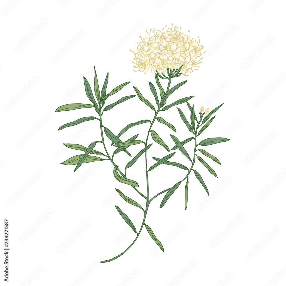 Labrador tea or wild rosemary flowers isolated on white background ...
