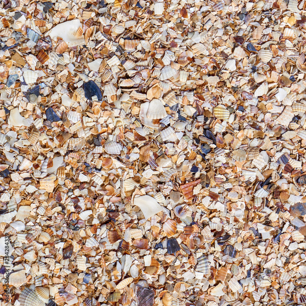 Sand, fine stones and many different particles of crushed shells Stock ...