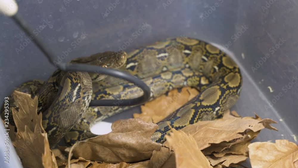 4k UHD Python reticulatus, also known as the (Asiatic) reticulated ...