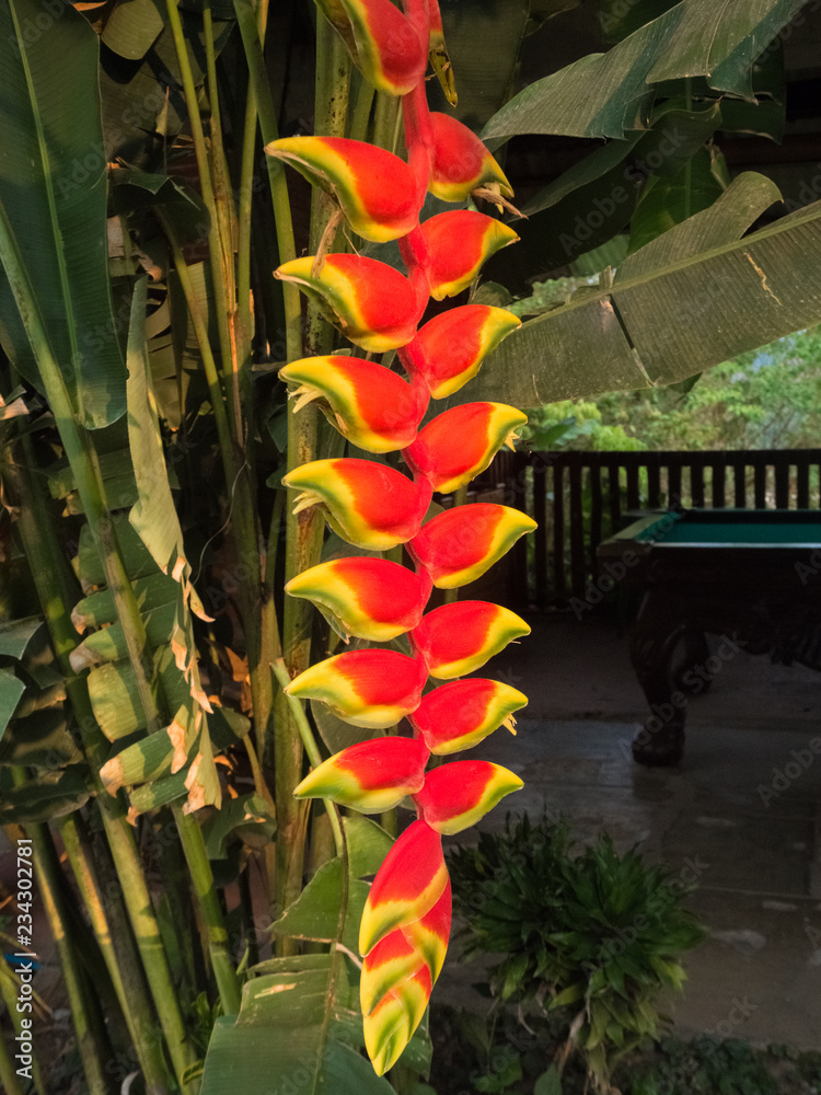 'Patuju Rostrata' or 'Common Lobster Claw' Heliconia plant growing in a ...