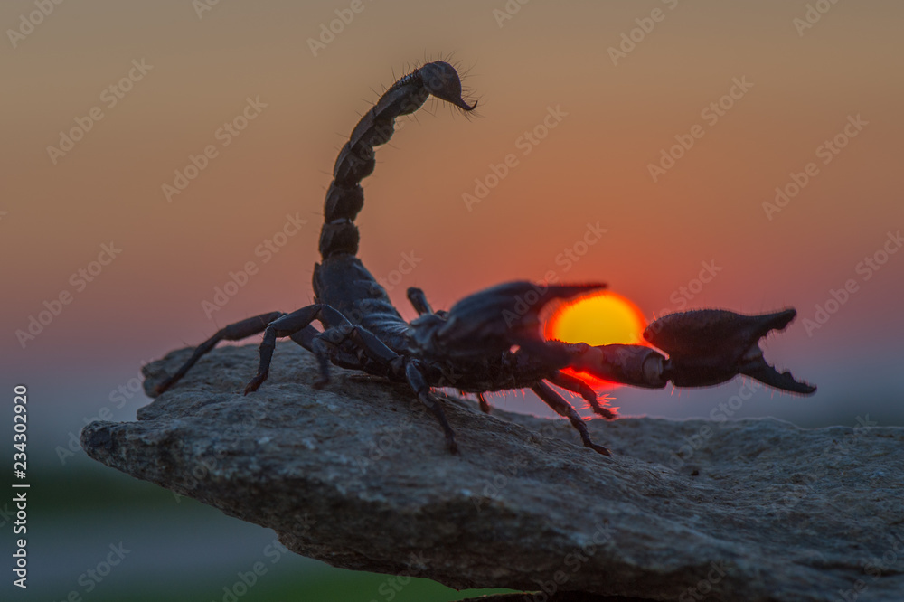 Emperor scorpion is a species of scorpion native to rainforests and ...