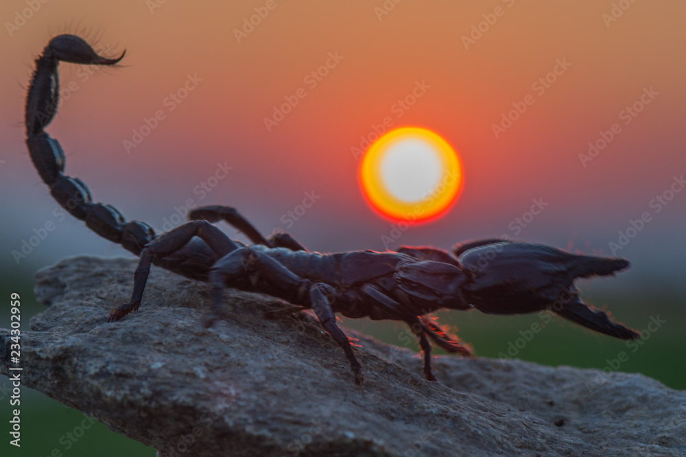Emperor scorpion is a species of scorpion native to rainforests and ...