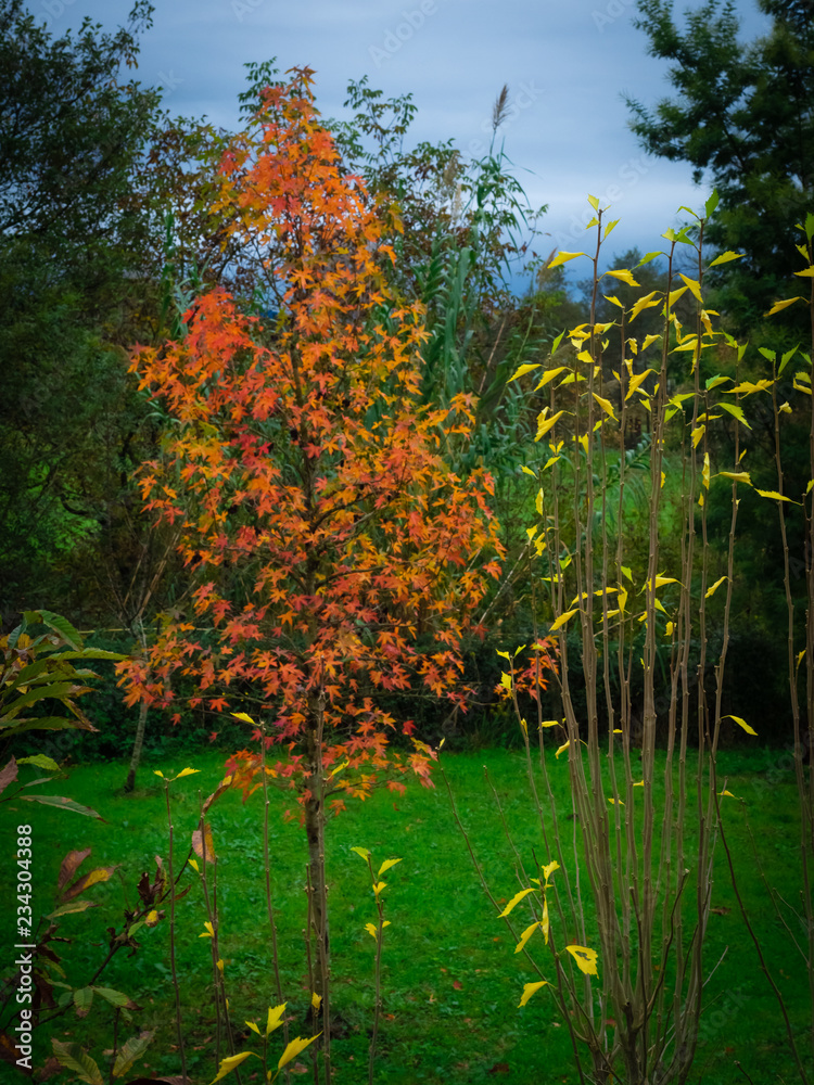 Colours of trees in auttum, Basque country, Spain Stock Photo | Adobe Stock