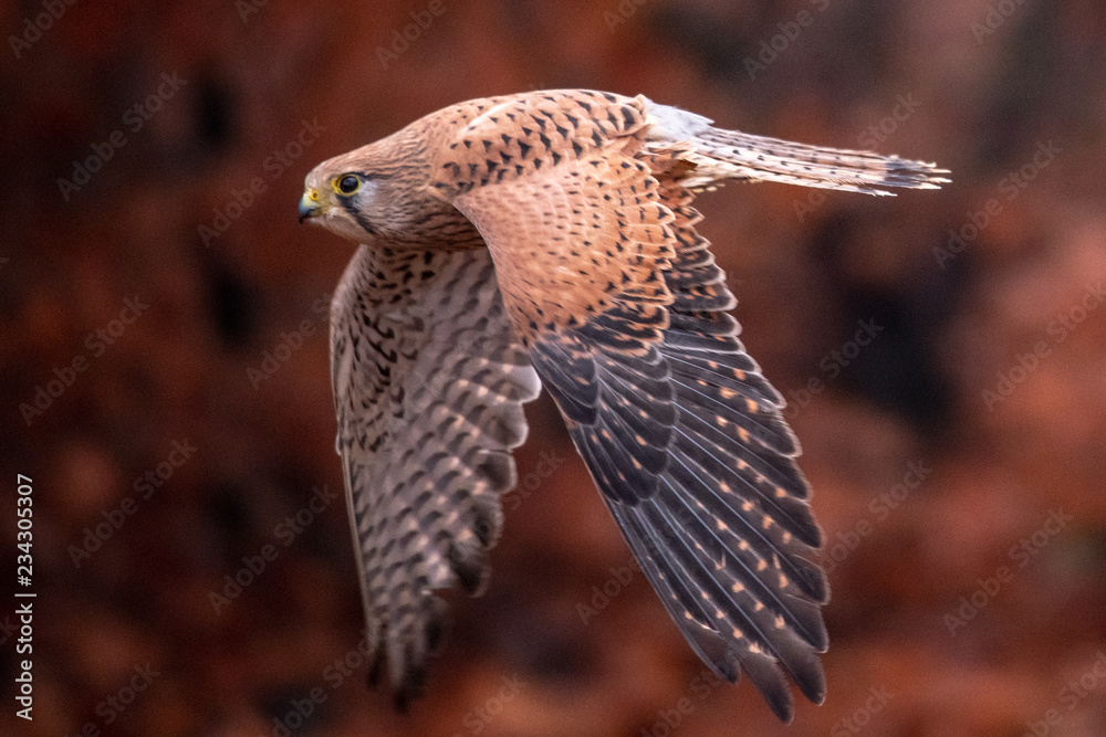 Common kestrel (Falco tinnunculus) is a bird of prey species belonging to the kestrel group of ...