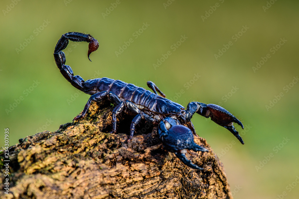 Emperor scorpion is a species of scorpion native to rainforests and ...