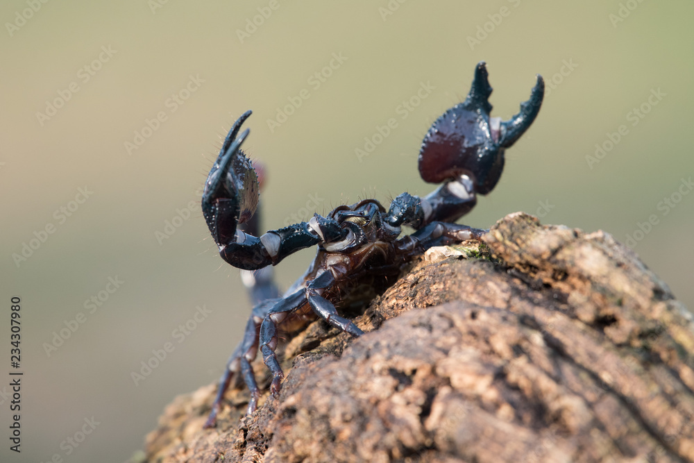 Emperor scorpion is a species of scorpion native to rainforests and ...