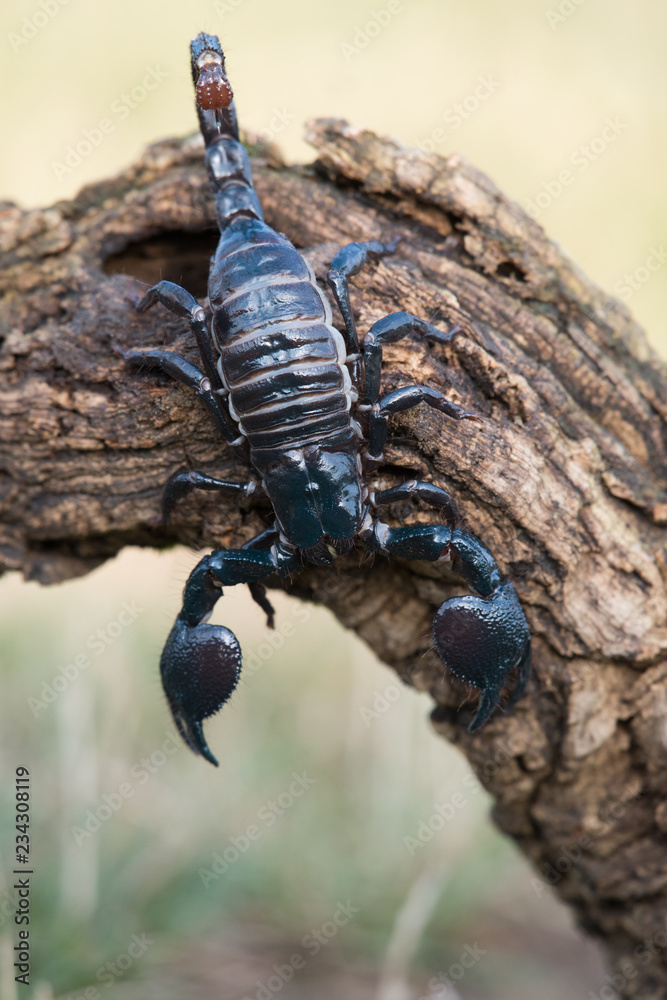 Emperor scorpion is a species of scorpion native to rainforests and ...