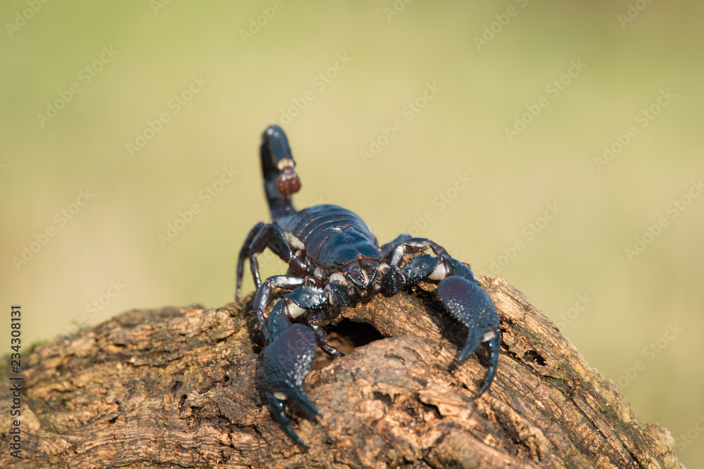Emperor scorpion is a species of scorpion native to rainforests and ...