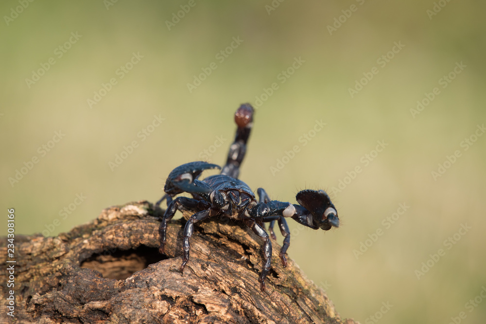 Emperor scorpion is a species of scorpion native to rainforests and ...