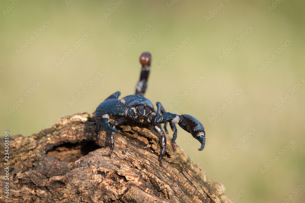 Emperor scorpion is a species of scorpion native to rainforests and ...