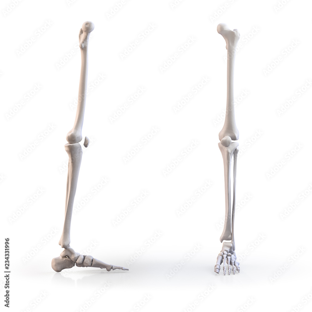 Human foot skeleton bones isolated on white, lateral and anterior ...