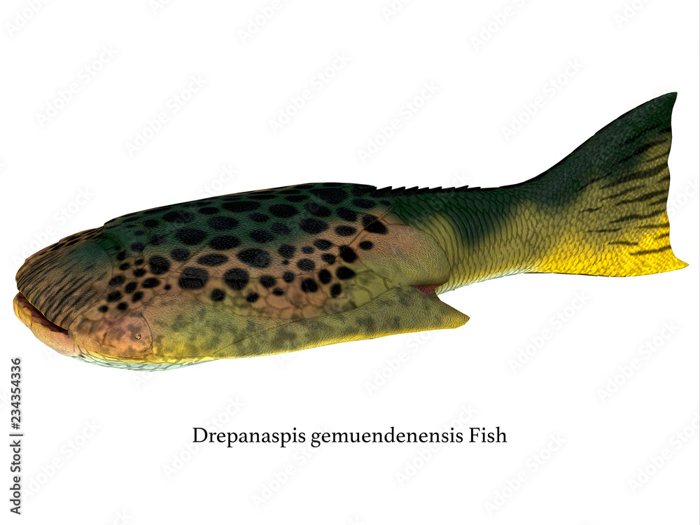 Drepanaspis Fish Side Profile with Font - Drepanaspis was a ray-like ...