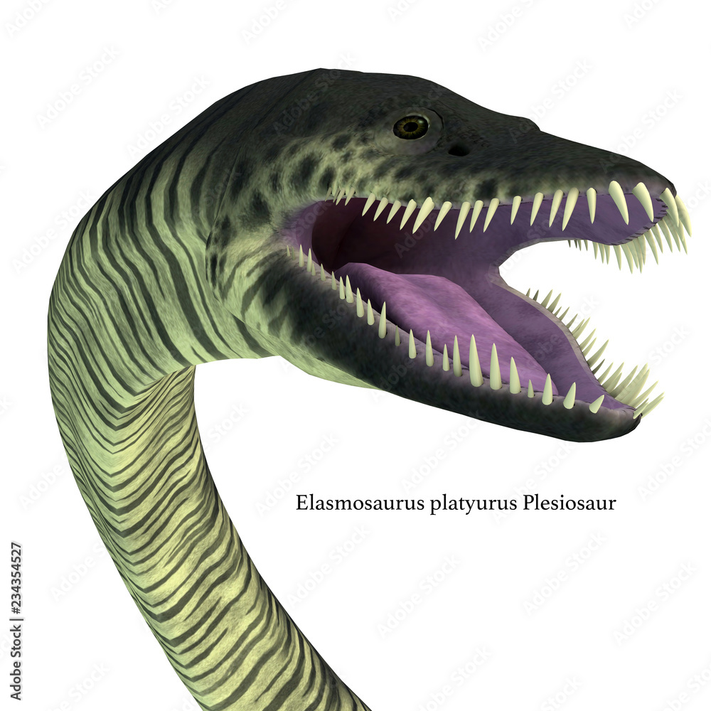 Elasmosaurus Reptile Head with Font - Elasmosaurus was a marine reptile ...