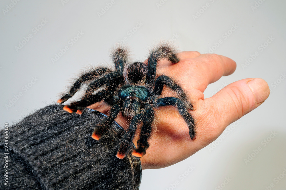 Avicularia Avicularia