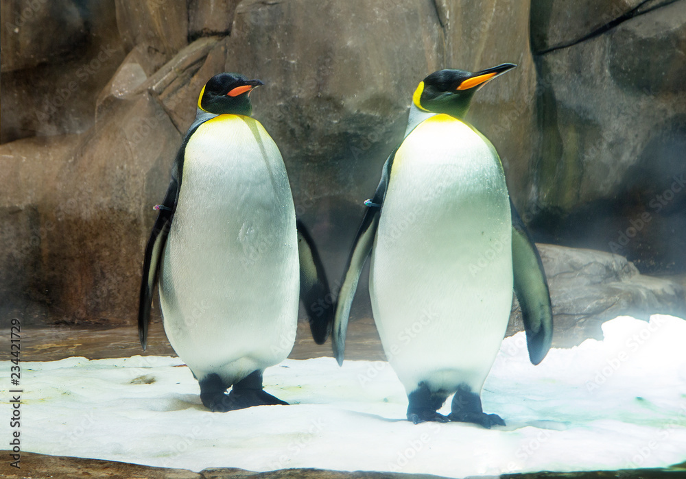 Big penguin or Emperor penguin. This is the largest and heaviest of the ...