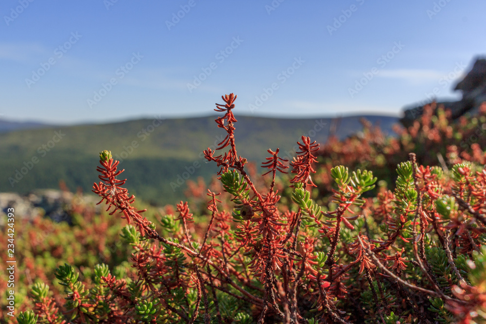 Beautiful landscape of forest-tundra. Mosses and branches of dwarf ...