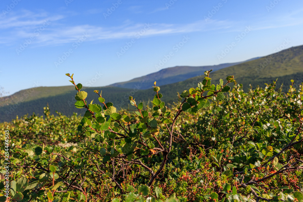 Dwarf shrubs and rhododendrons are the basis of Taiga. Vegetation of ...