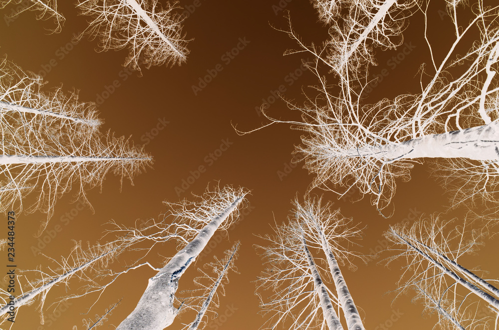 Black and white inverted image of the Norse Peak forest fire damaged ...