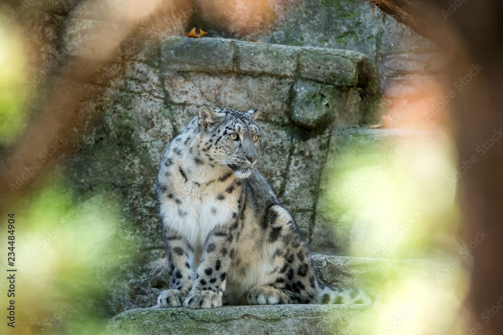 A Himalayan snow leopard (Panthera uncia) lounges on a rock, beautiful ...
