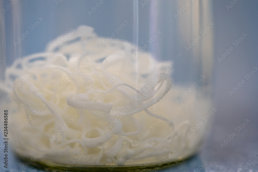 Tapeworm is a freshwater fish parasite under the microscope for ...