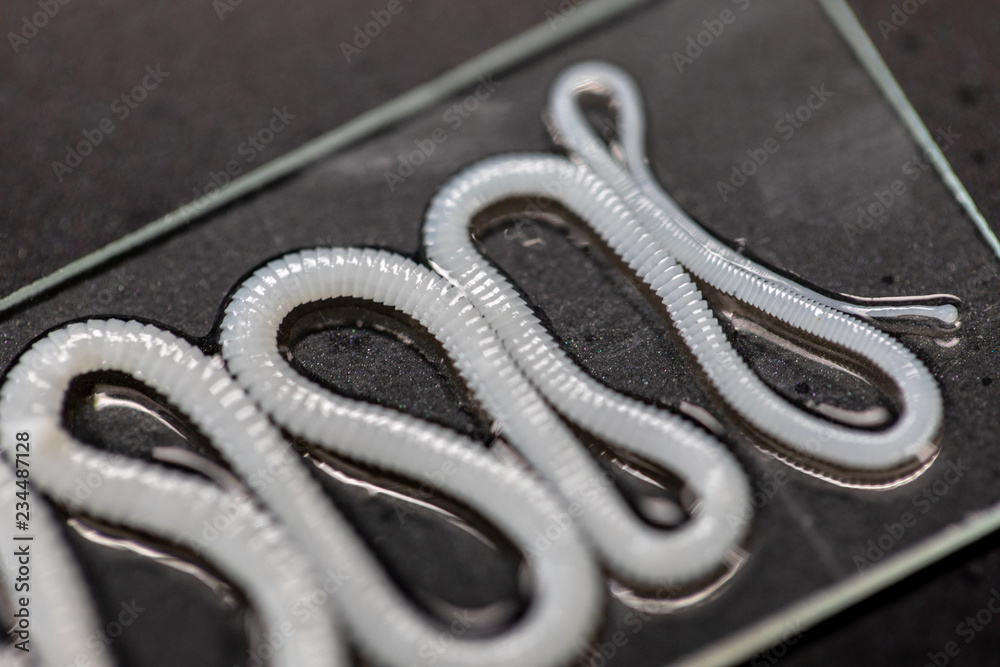 Poster Tapeworm is a freshwater fish parasite under the microscope for ...