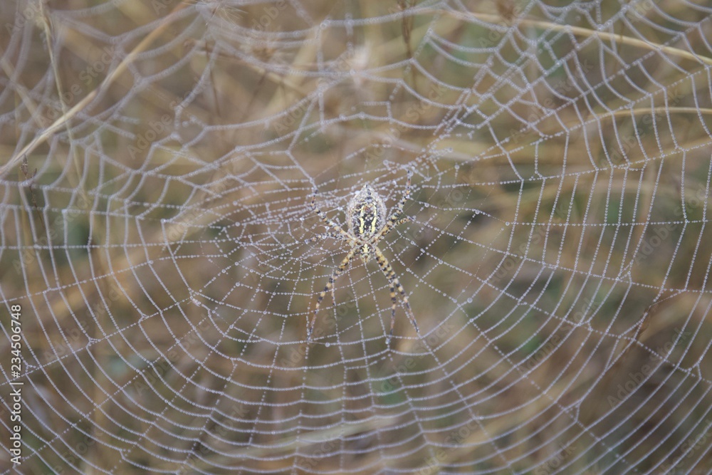 Banded Garden Spider. Web. Shiloh Ranch Regional Park in southeast ...