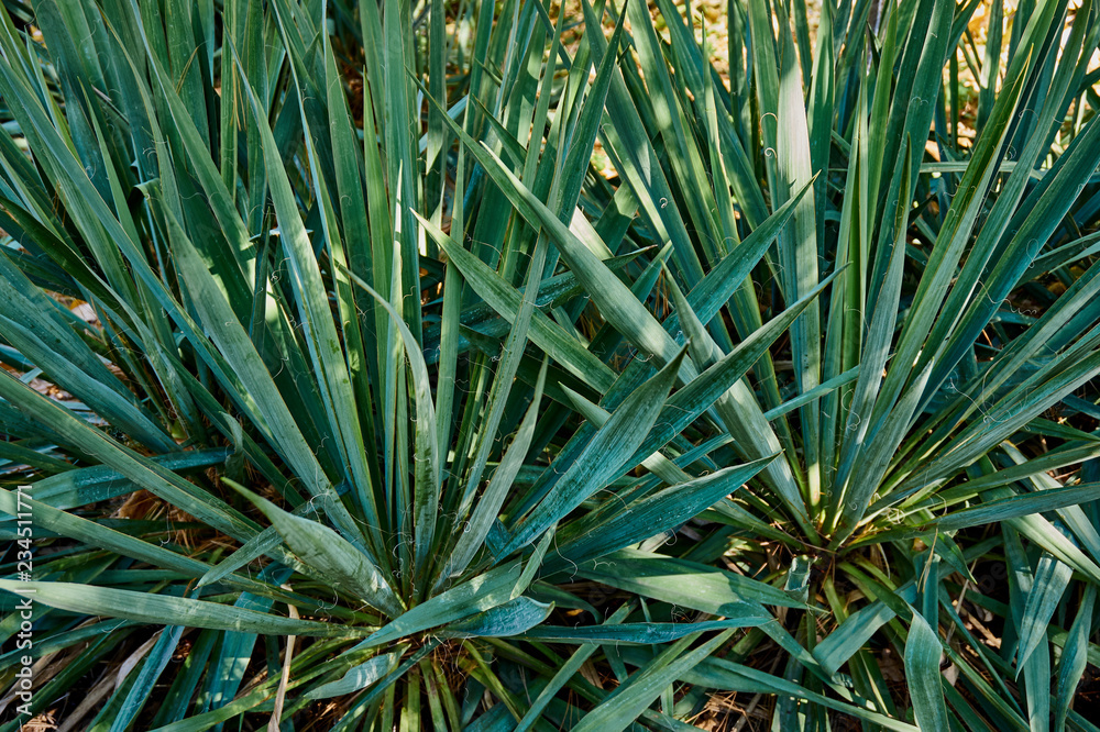 Evergreen leaves of Yucca filamentous (lat. Yucca filamentos) in the ...