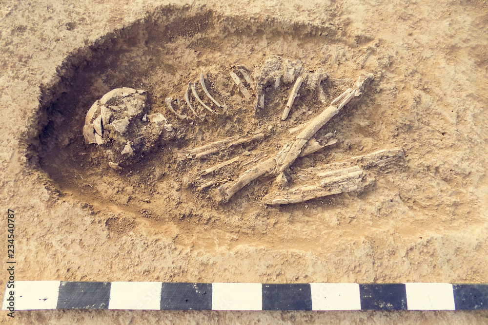 Archaeological excavations man and finds (bones of a skeleton in a ...
