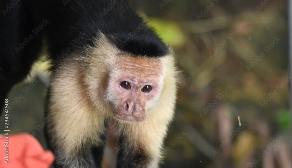 White-headed capuchin (Cebus capucinus). Medium sized monkey of the ...