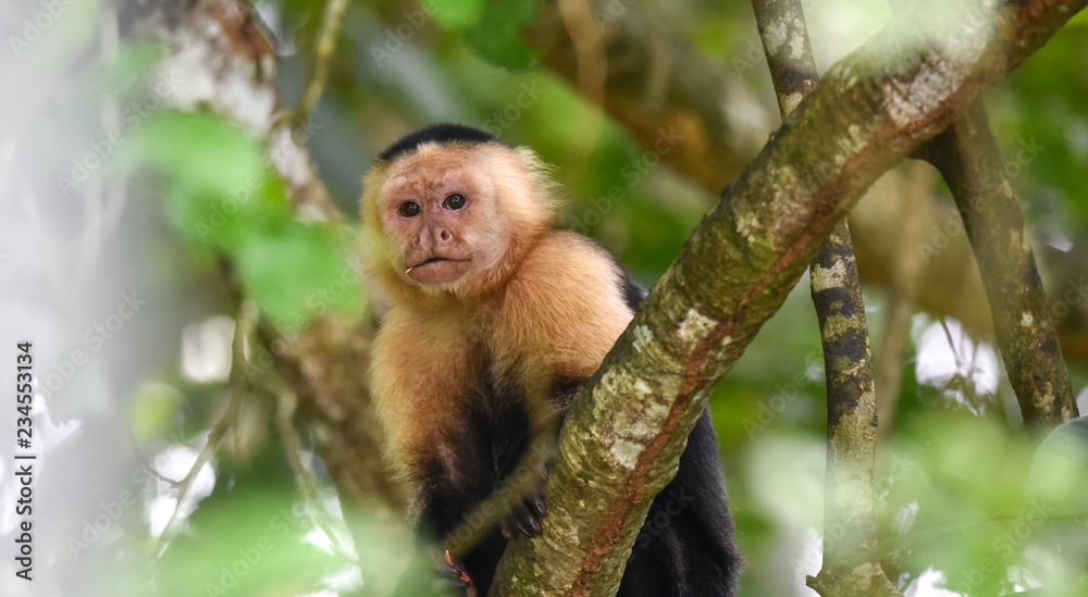 White-headed capuchin (Cebus capucinus). Medium sized monkey of the ...