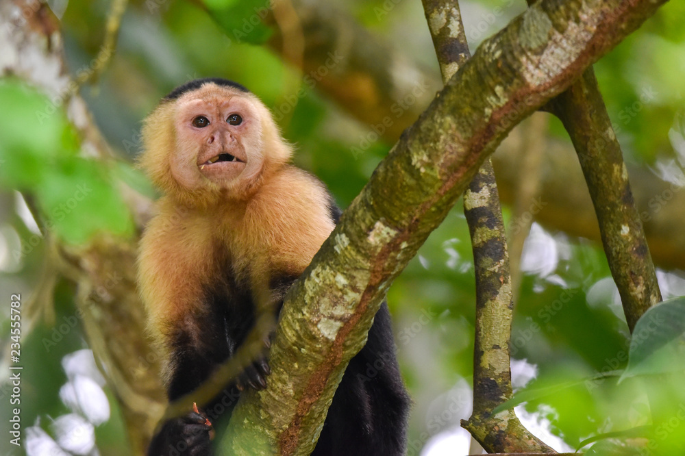 White-headed capuchin (Cebus capucinus). Medium sized monkey of the ...