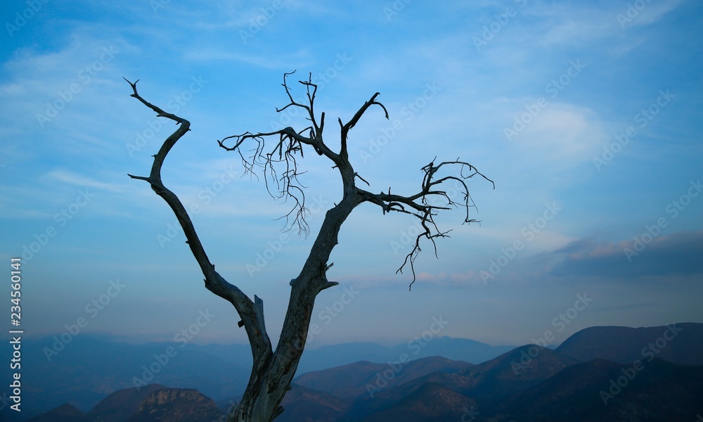 Árbol Seco Stock Photo | Adobe Stock