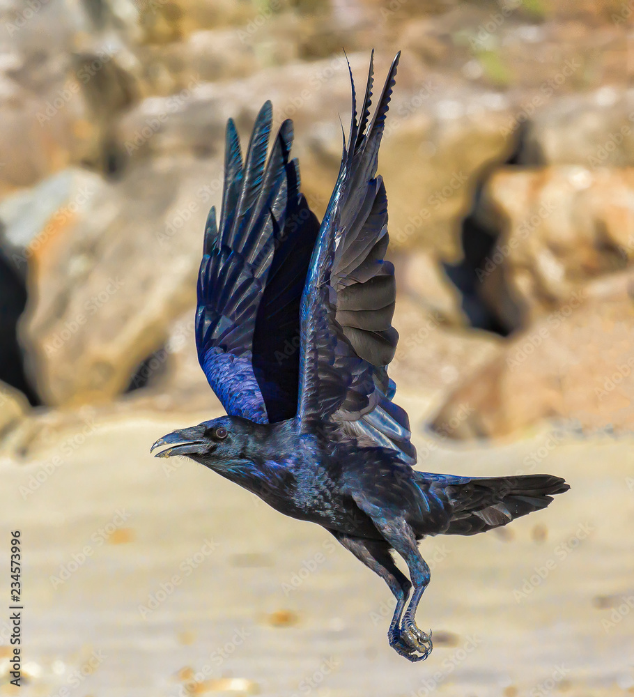 wings perpendicular flying raven on beach Stock Photo | Adobe Stock