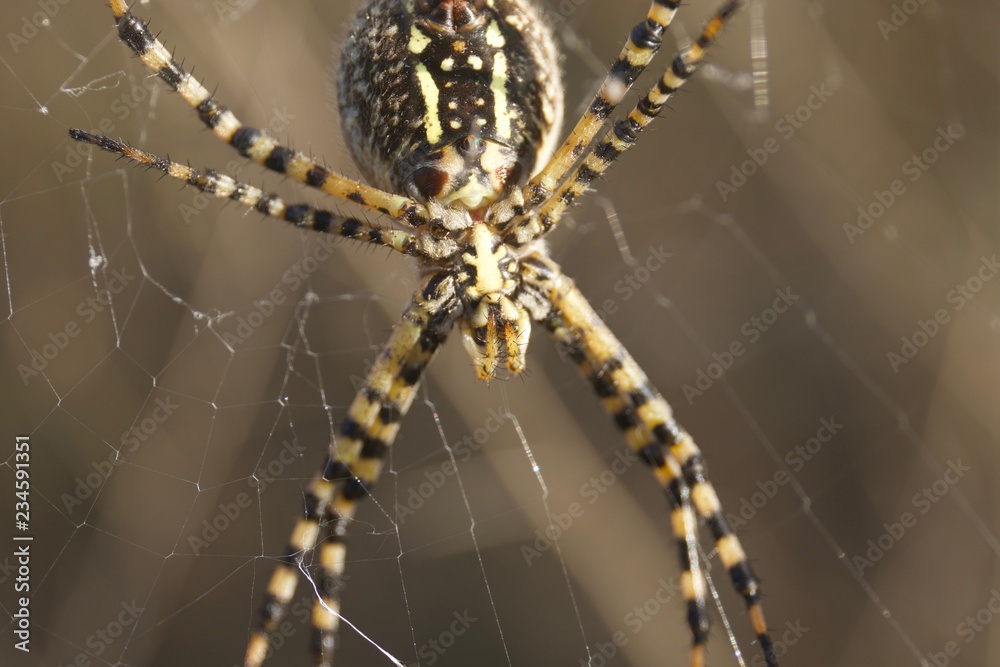 Stockfoto med beskrivningen Banded Garden Spider. Web. Shiloh Ranch ... Stockfoto med beskrivningen Banded Garden Spider. Web. Shiloh Ranch ...