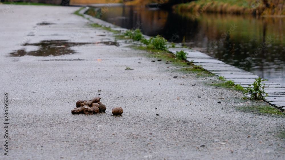 How To Get A Dog To Poop In The Rain