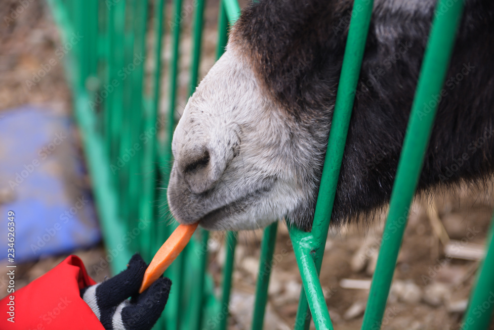 Feeding a wild donkey burro a carrot mule animal feed handout petting ...