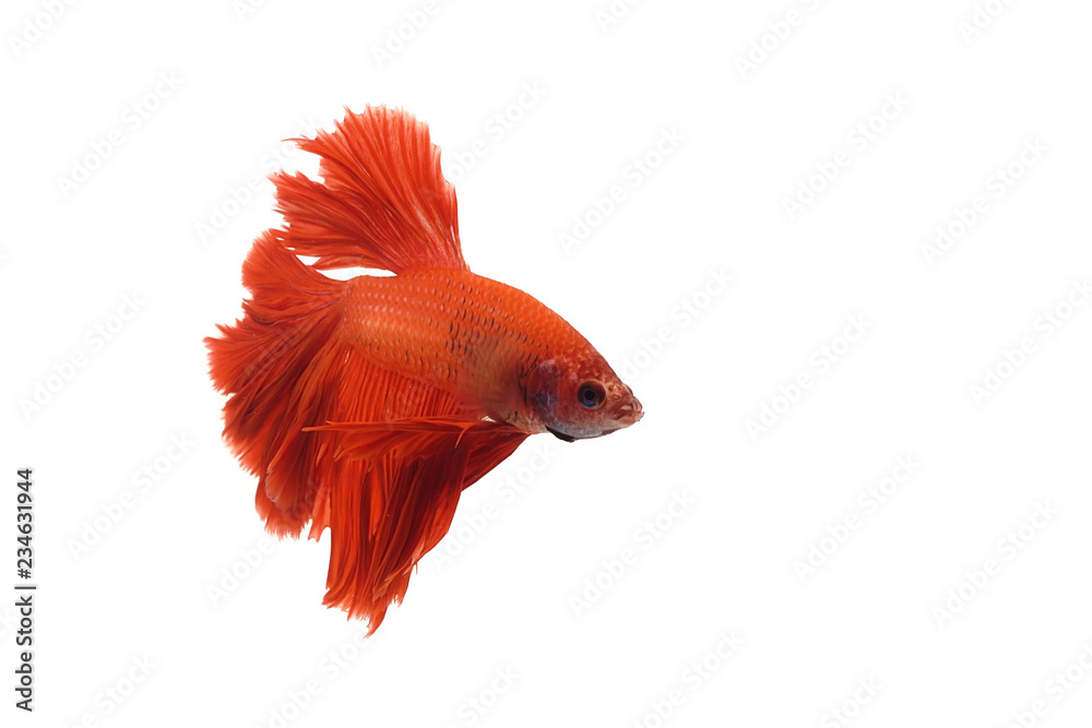 Red orange siamese fighting fish with half moon tail swimming in front ...