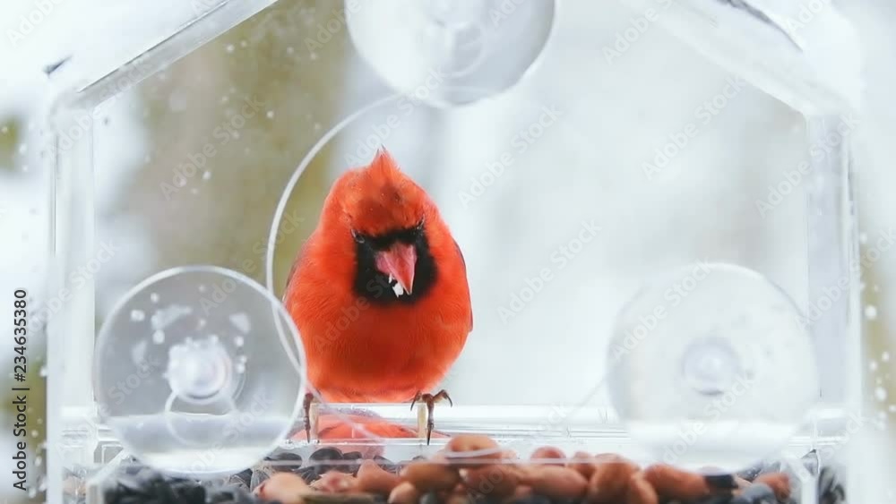 Slow motion of scared red male northern cardinal perched on plastic ...