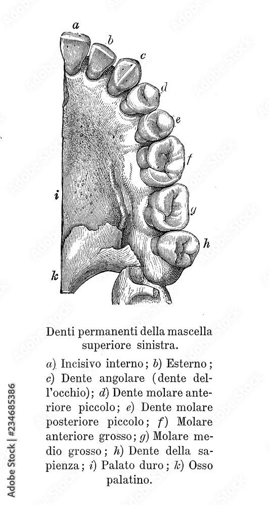 Vintage illustration of anatomy, permanent teeth of the upper left jaw ...