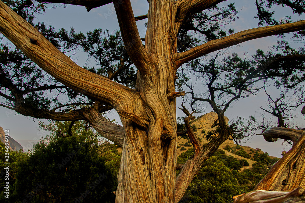 Relic juniper Juniperus Excelsa. The trunk of the tree is badly damaged ...
