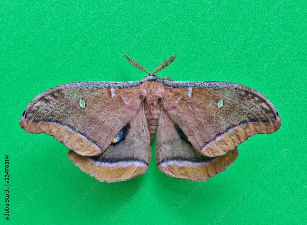 Polyphemus moth on a green background with its wings spread. showing ...