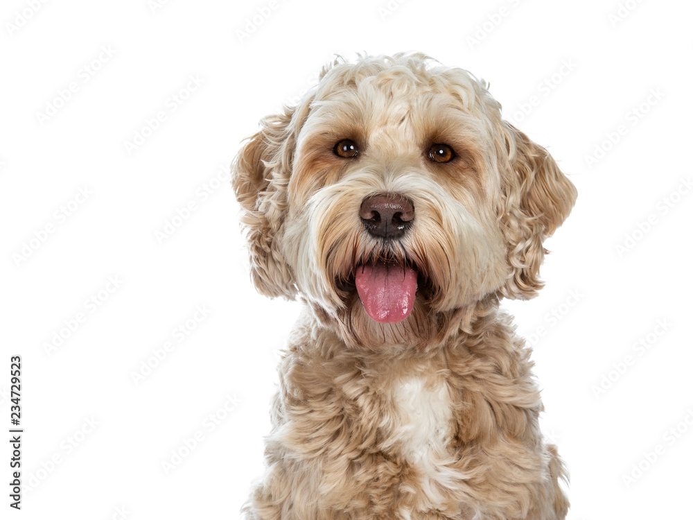 Head shot of sweet female adult golden Labradoodle dog sitting with ...