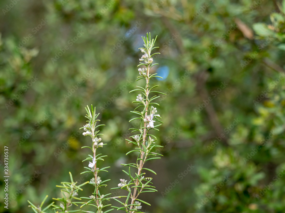 Foto de Rosmarinus officinalis - Le Romarin officinal, une herbe ...