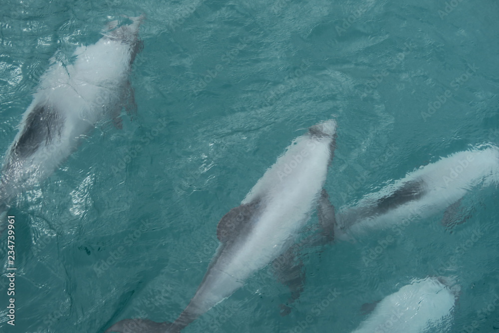 Schwimmende Hector Delfin mit Baby im Meer Stock Photo | Adobe Stock