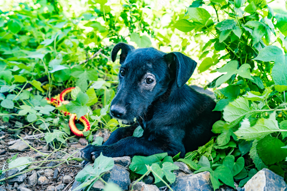 Rescue Dogs at a animal sanctuary Views around the Caribbean isalnd of ...
