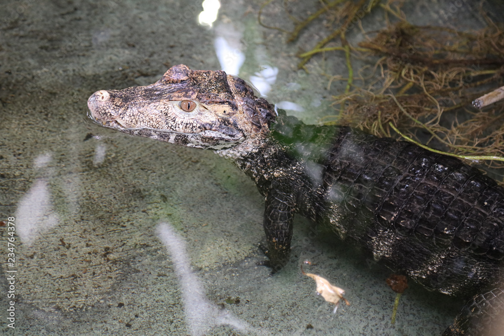 Cuvier's dwarf caiman Stock Photo | Adobe Stock
