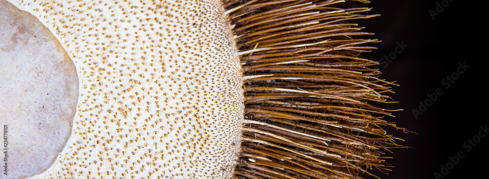 Raizes de bambu Stock Photo | Adobe Stock