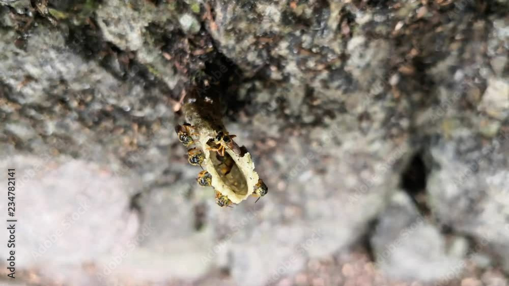 Bees entering their nest covered in pollen on their legs, pollination ...