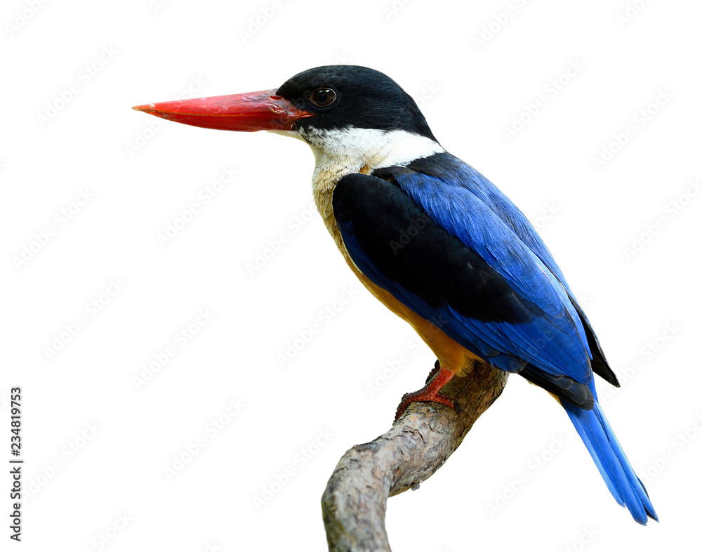 Fascinated blue bird with black head and red bills perching on wood ...